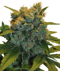 Sensi Star CBD – Feminized – Southern Oregon Seeds