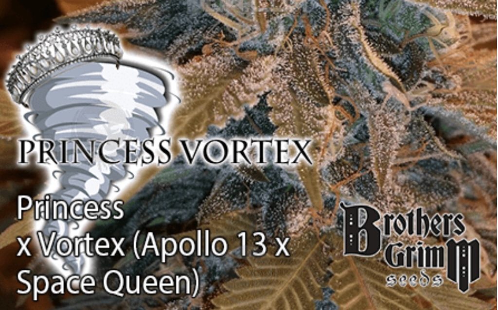 Princess Vortex – Regular – Southern Oregon Seeds
