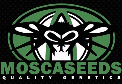Detroit Runtz x Raspberry Boogie – Feminized – Southern Oregon Seeds