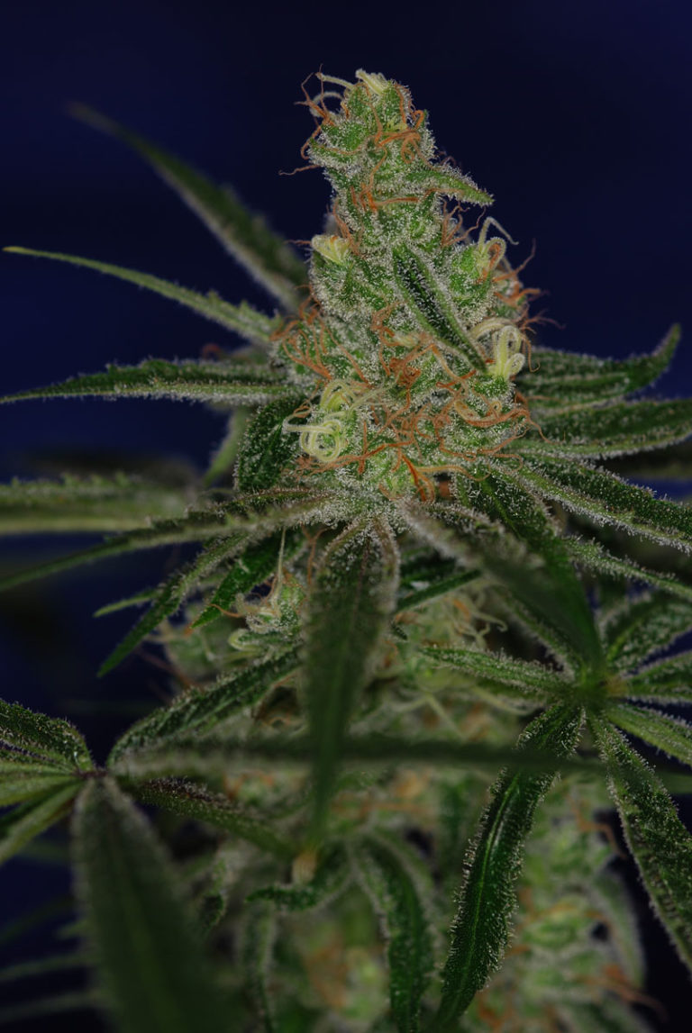 Jacks Cleaner 2 – Regular – Southern Oregon Seeds