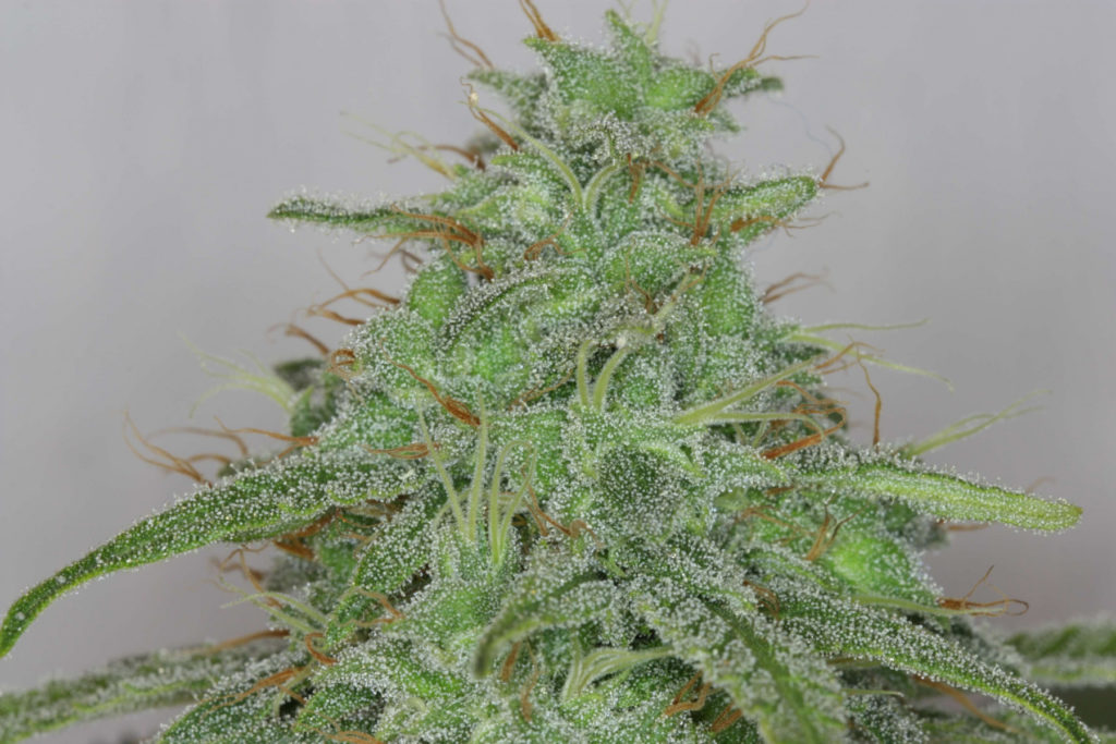 Alaskan Purple Auto – Feminized – Southern Oregon Seeds