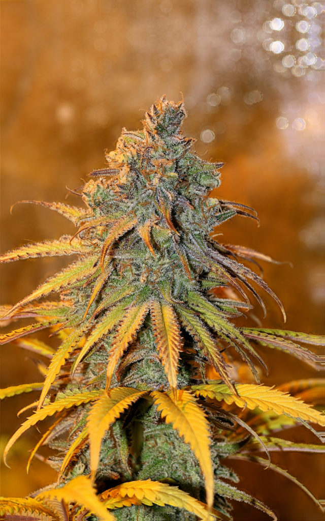 Critical Purple Kush – Feminized – Southern Oregon Seeds