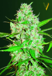 Red Russian XXL Auto - Feminized - Southern Oregon Seeds