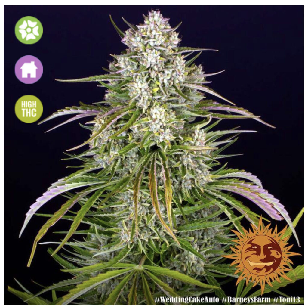 Wedding Cake Auto – Feminized – Southern Oregon Seeds